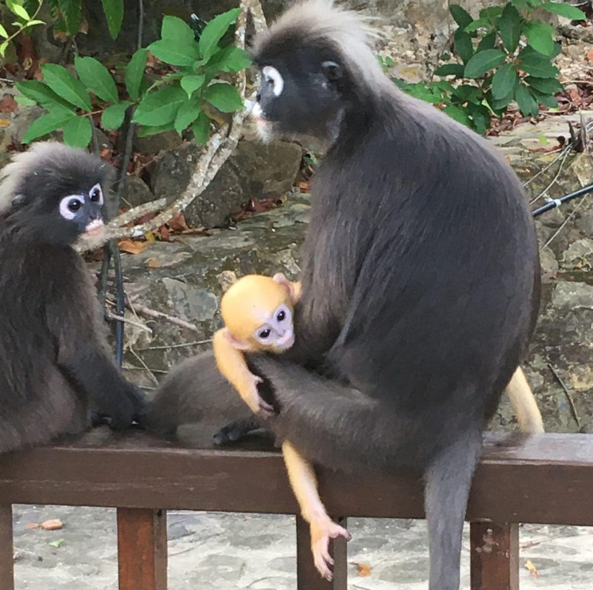Monkeys Like Me - Wendy Williamson: Wandering Truthweaver